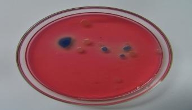 Un disco duro confeccionado de bacterias