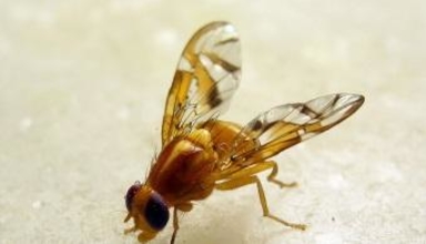 Científicos de Harvard crean una mosca robótica